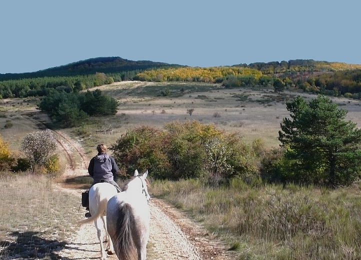 Voyage à cheval en PROVENCE: TRANSHUMANCE DES CHEVAUX DE CAP RANDO DU ...